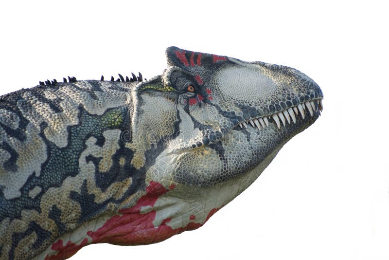 Allosaurus` Head on White Background Stock Photo - Image of diorama ...