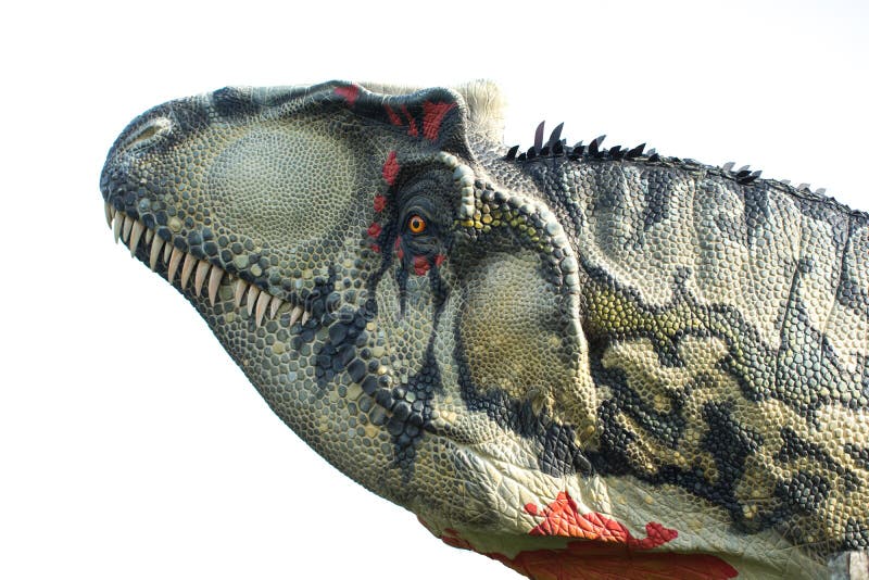 Allosaurus` Head on White Background Stock Image - Image of background ...