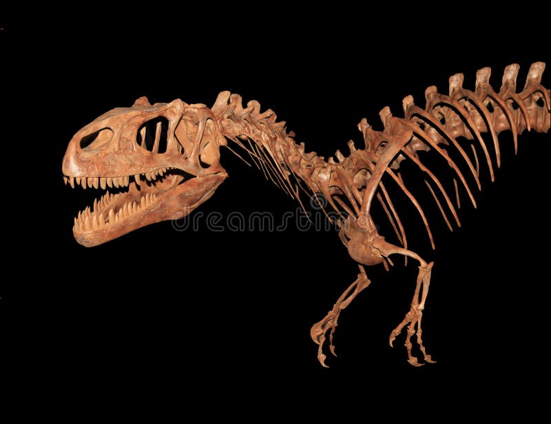 Allosaurus Skeleton Model