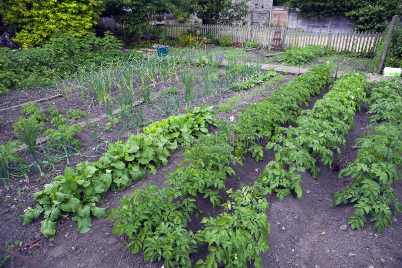 The Allotment stock image. Image of allotment, cultivated - 16684989