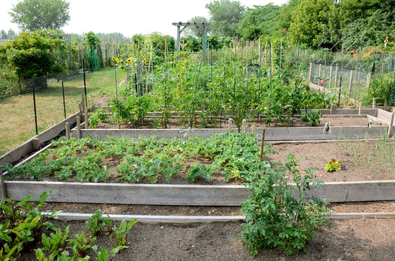 Allotment garden path stock image. Image of grass, lush - 43925859