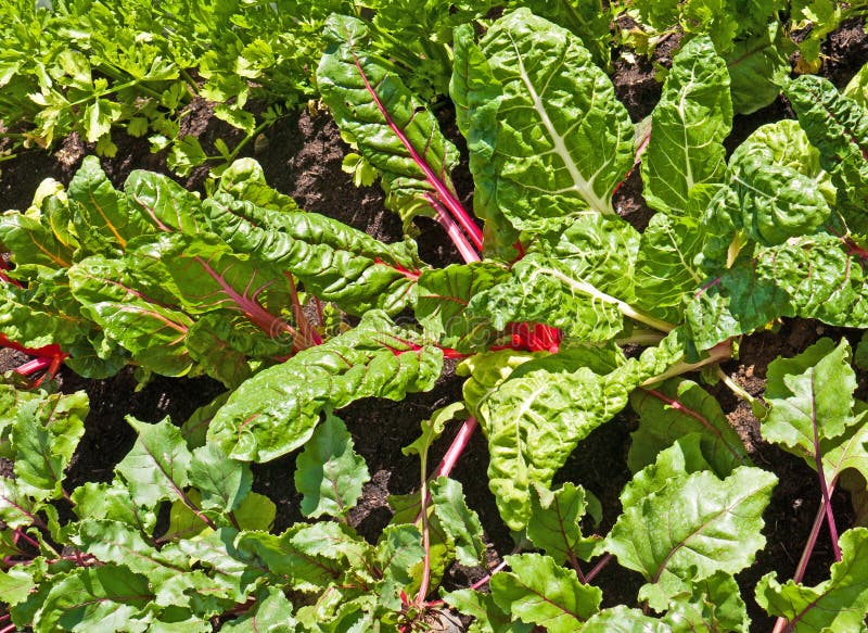 Allotment,rows of Vegetables. Stock Image - Image of allotment ...
