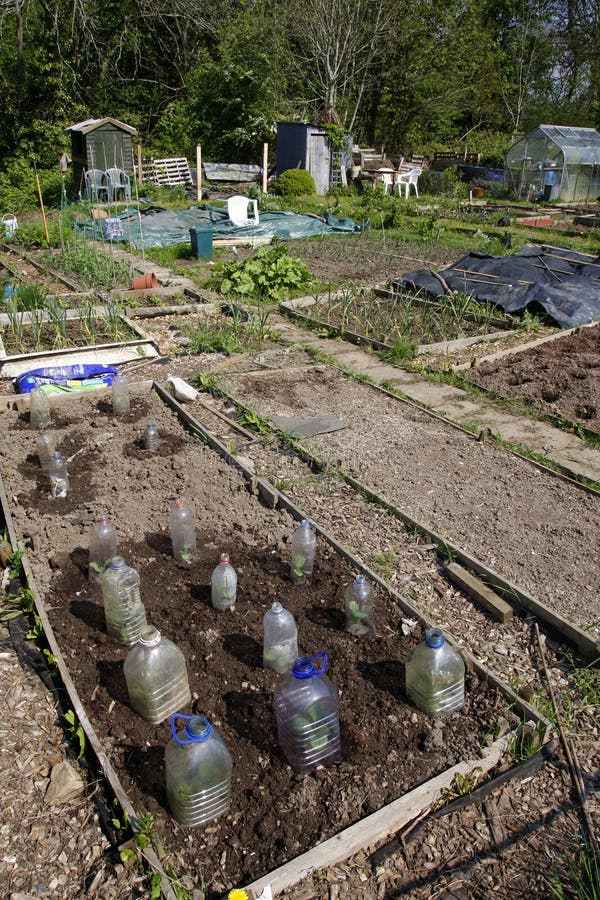 Allotment in Spring stock photo. Image of garden, sown - 19278842