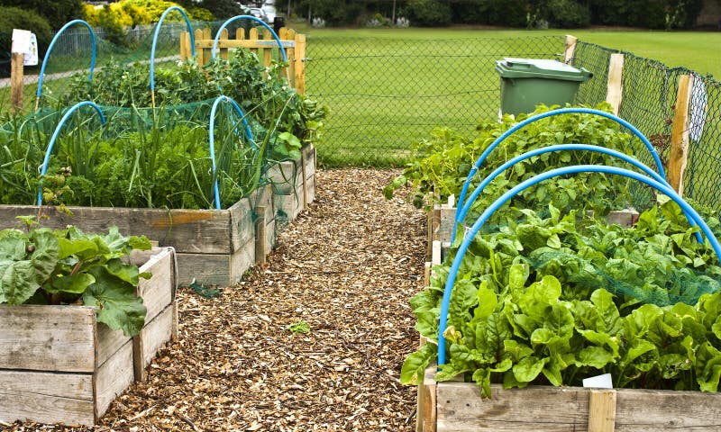 Allotment vegetables stock image. Image of fresh, netting - 19995021
