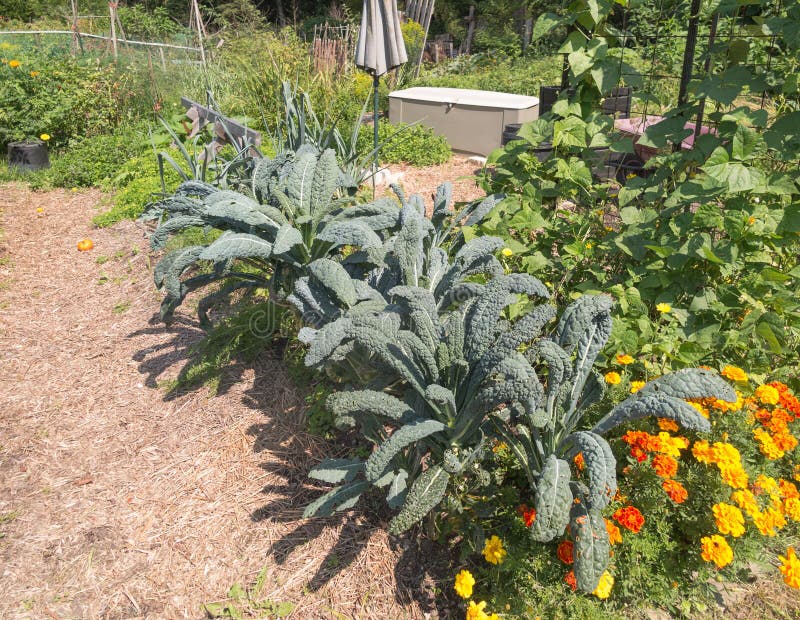 Allotment Gardens stock photo. Image of fresh, growers - 25922478