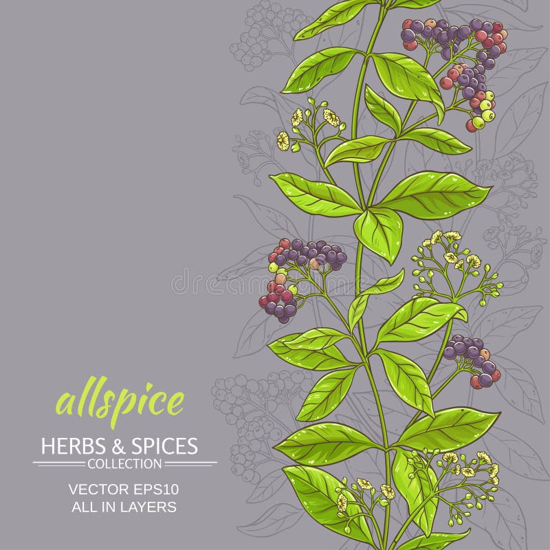 Allspice Branches Stock Illustrations – 8 Allspice Branches Stock Illustrations, Vectors ...