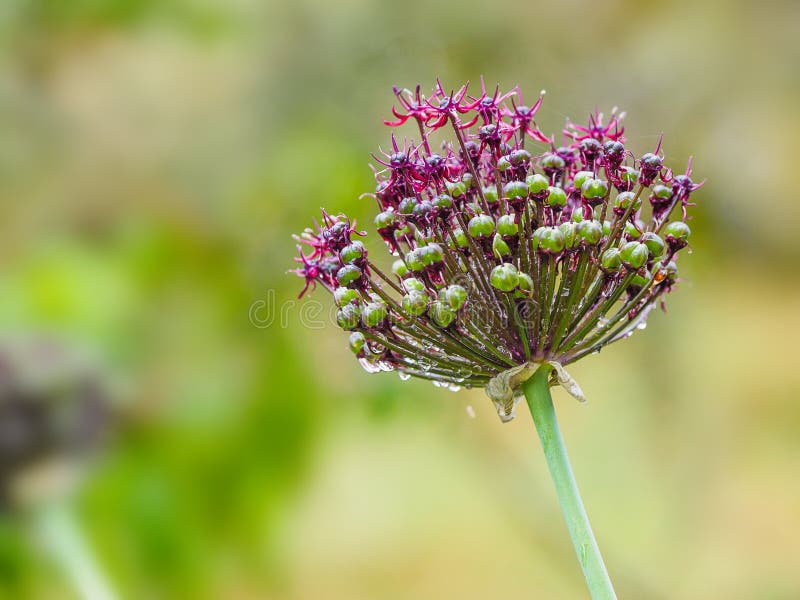 Allum Photos - Free & Royalty-Free Stock Photos from Dreamstime