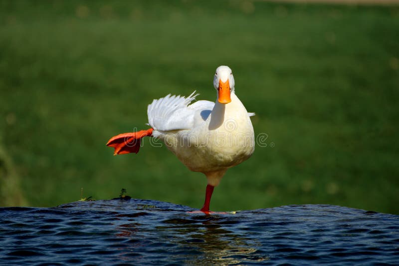 Allungamento Dell'oca Bianca Immagine Stock - Immagine di waterfowl ...