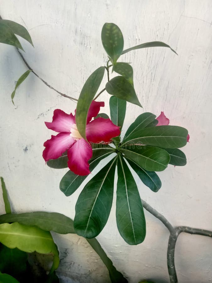 Adenium obesum tree stock image. Image of flower, branch - 29709679