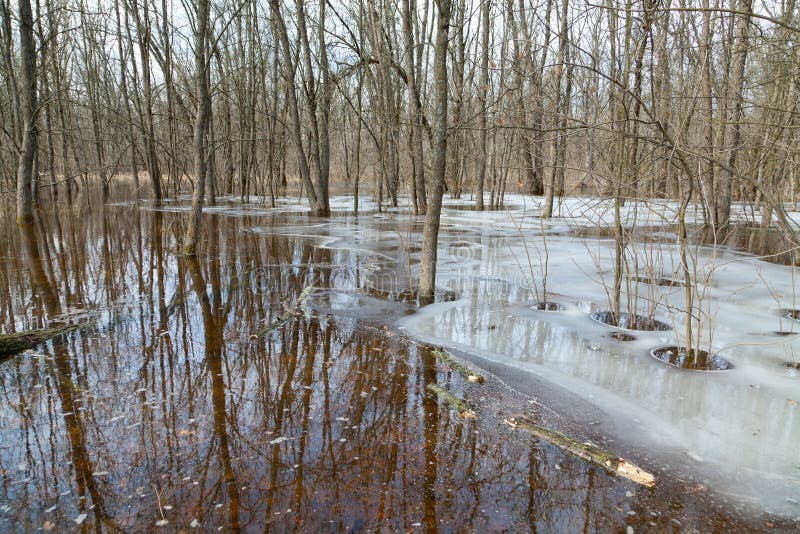 High Spring Water in the Forest with Bare Trees, Melting Ice among Tree ...