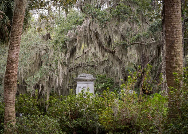 Spansk Mossa I Live Oak Trees Arkivfoto - Bild av grus, väg: 82016936