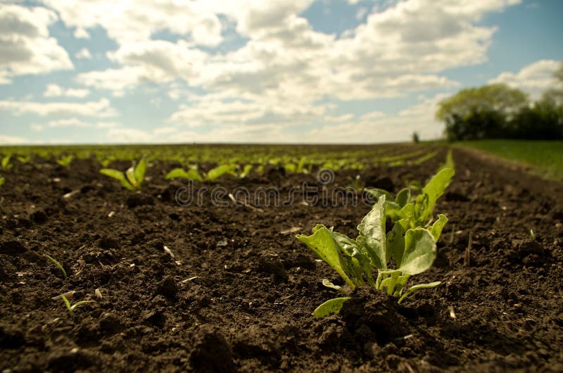 Almácigo foto de archivo. Imagen de suciedad, cultivado - 40372908