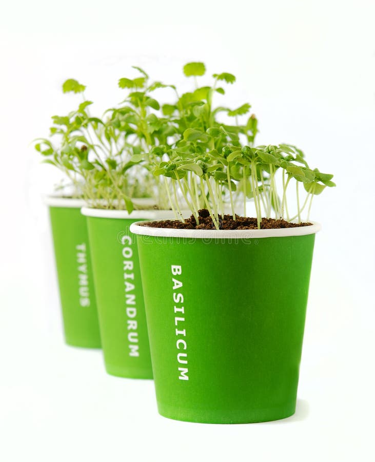 Almácigo De La Albahaca, Coriandro, Tomillo Foto de archivo - Imagen de ...