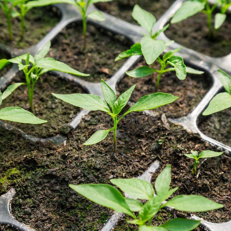Chile del almácigo imagen de archivo. Imagen de ecología - 39024159