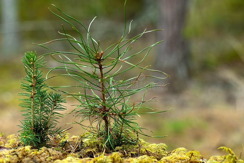 Almácigo Del árbol De Pino Fotos de stock - Fotos libres de regalías de ...