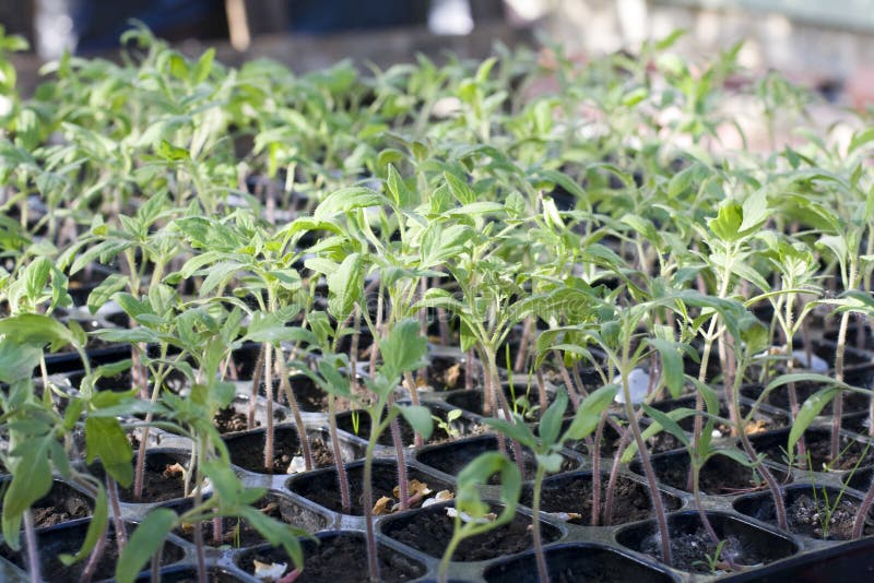 Almácigo del tomate foto de archivo. Imagen de crezca - 30873406