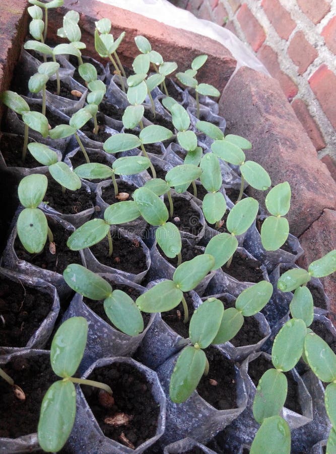 Crecimiento Del Almácigo De La Sandía En Bandeja De La Siembra Foto de ...
