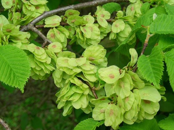 Alm fotografering för bildbyråer. Bild av lämna, härlig - 798501