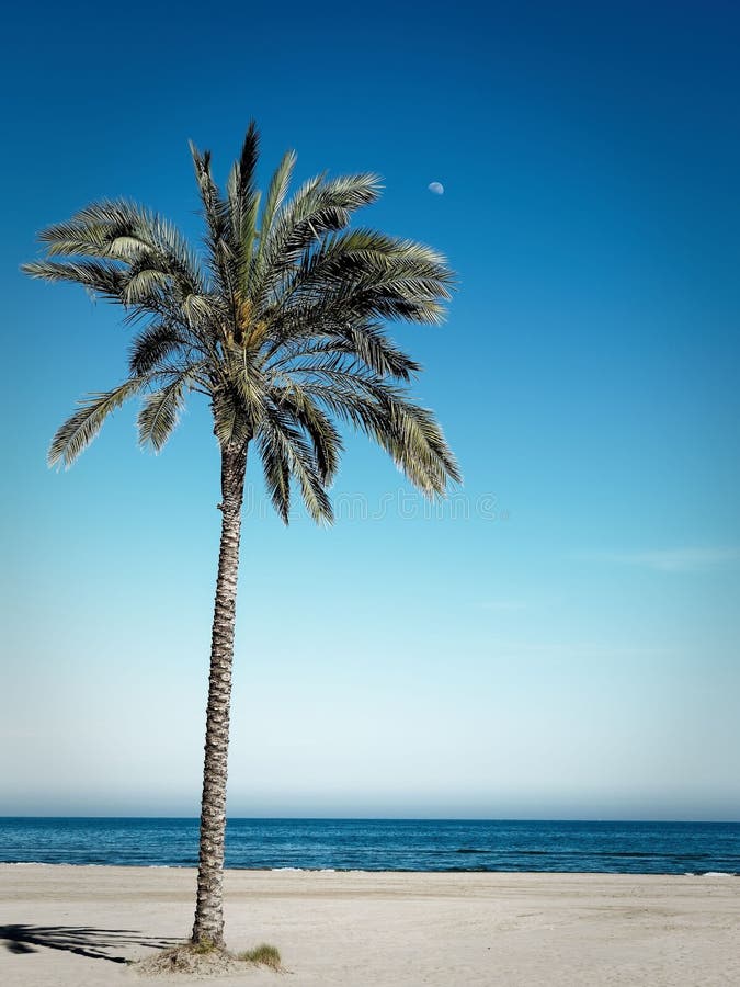 Alm Tree on a Sandy Beach with a Clear Blue Sky and the Moon Visible in ...