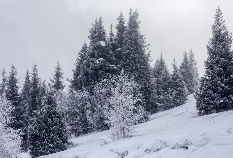 Almaty city. stock photo. Image of city, mountain, chimbulak - 263636452