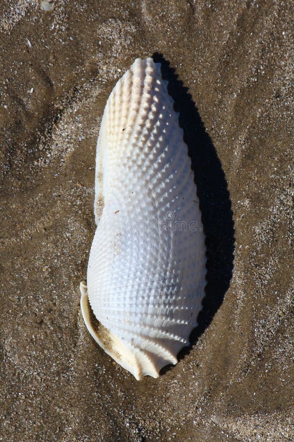 Almeja De Anglewing En La Playa Imagen de archivo - Imagen de molusco ...