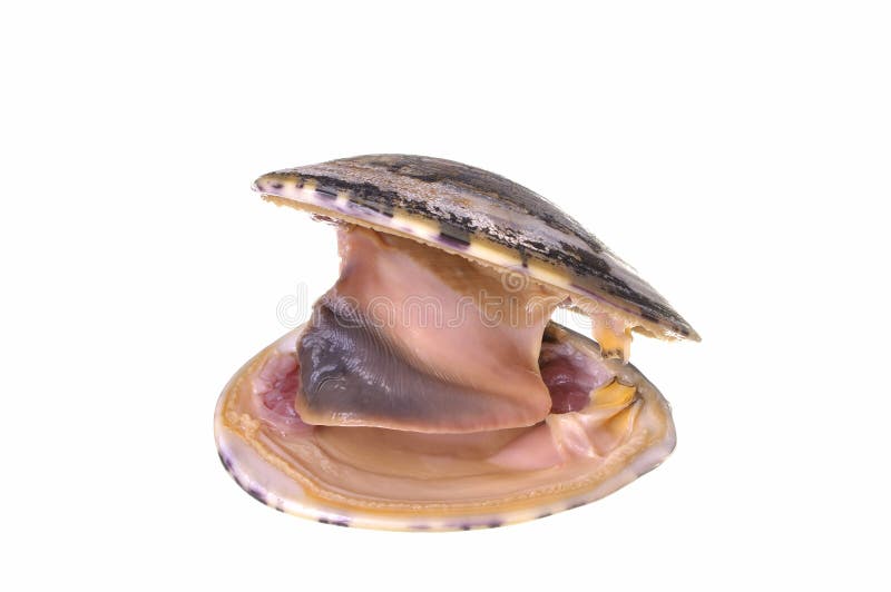 246 Almeja Abierta Fotos de stock - Fotos libres de regalías de Dreamstime