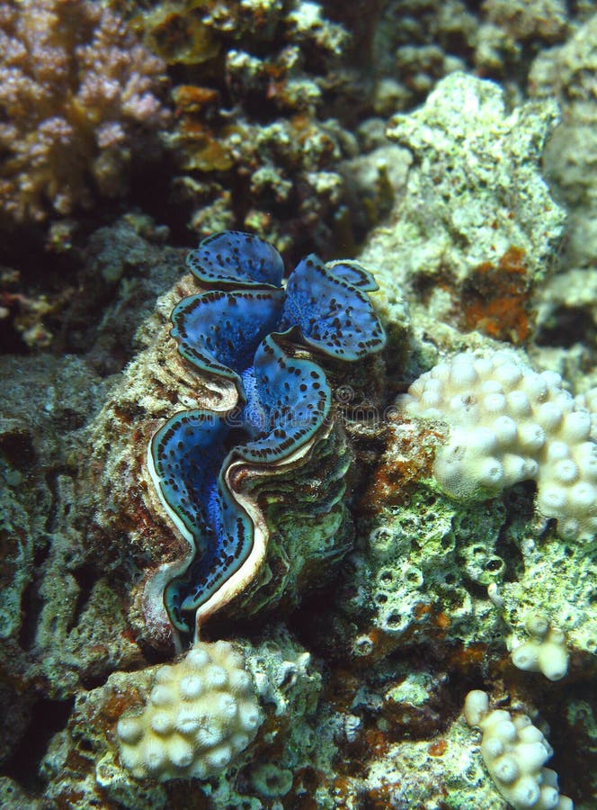 Almeja gigante imagen de archivo. Imagen de azul, marina - 18176567