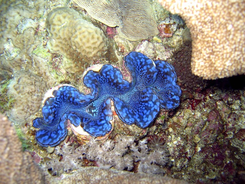 Almeja gigante azul imagen de archivo. Imagen de gigante - 212901