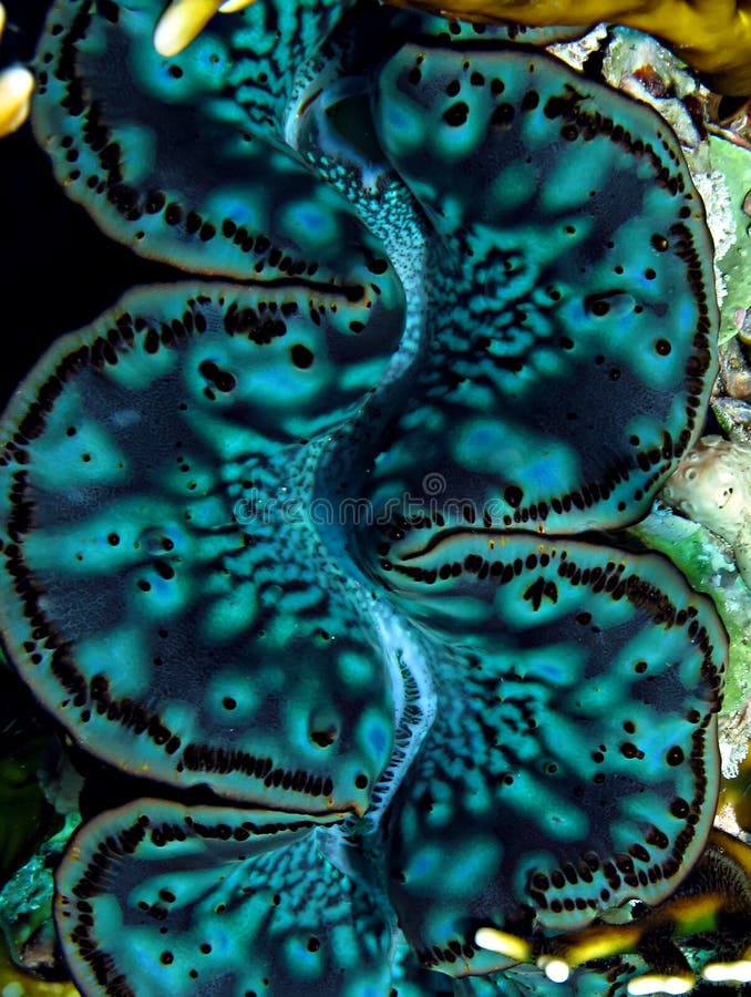 Estructura Porosa De La Piedra Arenisca Foto de archivo - Imagen de ...