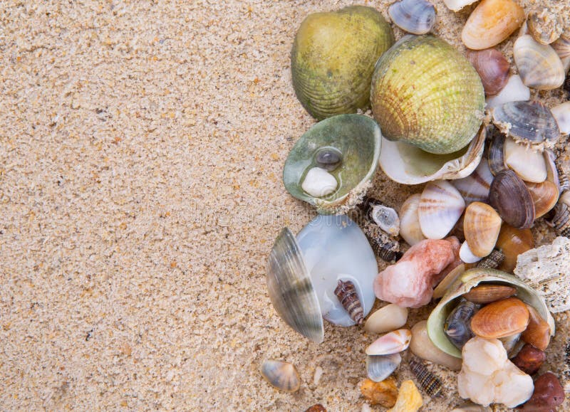 Almejas En Fondo De La Arena De La Playa Imagen de archivo - Imagen de ...