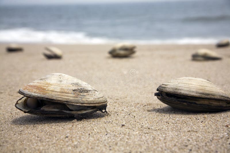 Almejas Crudas De Los Berberechos Del Mar Foto de archivo - Imagen de ...