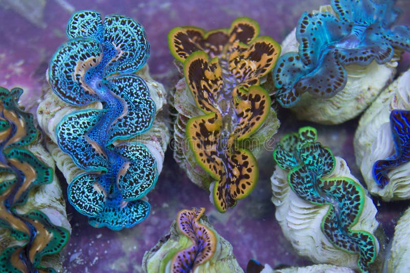 Almejas Gigantes Del Oro Azul Imagen de archivo - Imagen de cierre ...