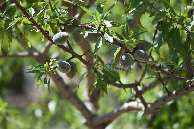 Árbol De Almendra Con Las Frutas Maduras Imagen de archivo - Imagen de ...