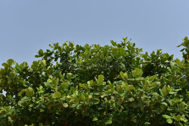 Almendra Tropical, Almendra De Bengala, Almendra India, Almendra Del ...