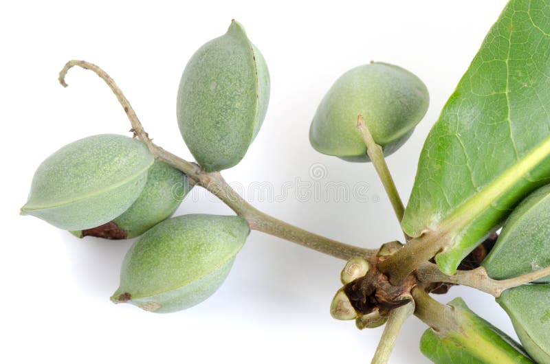 Almendra Tropical, Almendra De Bengala, Almendra India, Almendra Marina ...