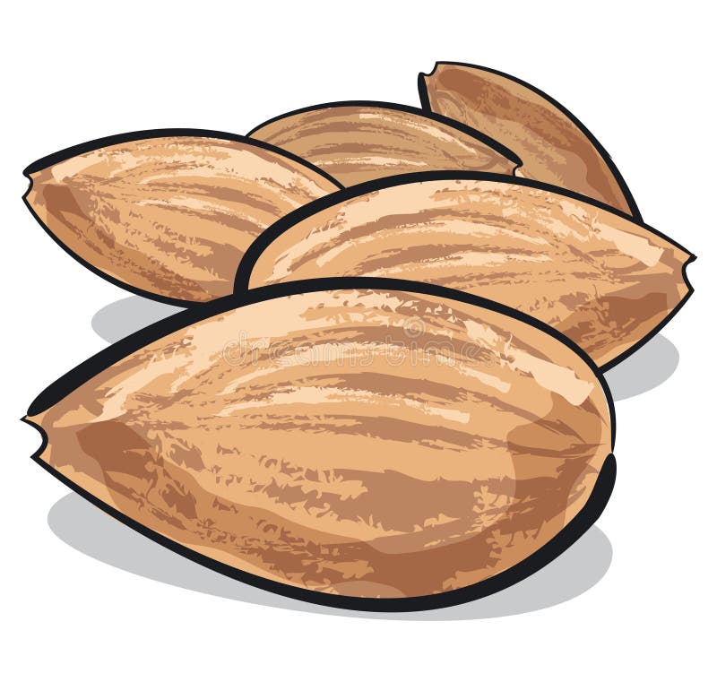 Almendras Ilustraciones Stock, Vectores, Y Clipart – (9,439 ...