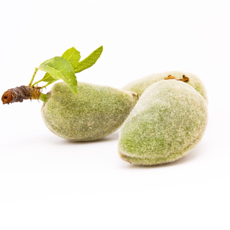 Almendras Amargas foto de archivo. Imagen de delicado - 13759578