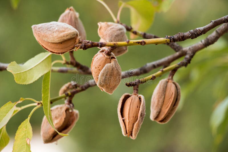 Almendras Maduras En Las Ramas Del árbol Imagen de archivo - Imagen de ...