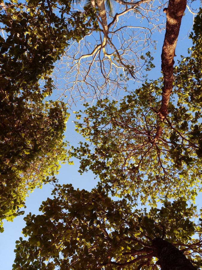 Árbol De Almendra De La Playa, Isla De Fitzroy Foto de archivo - Imagen ...