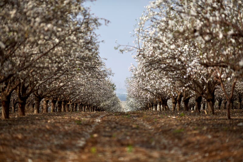Almendros stock image. Image of history, blossoms, landscape - 110346589