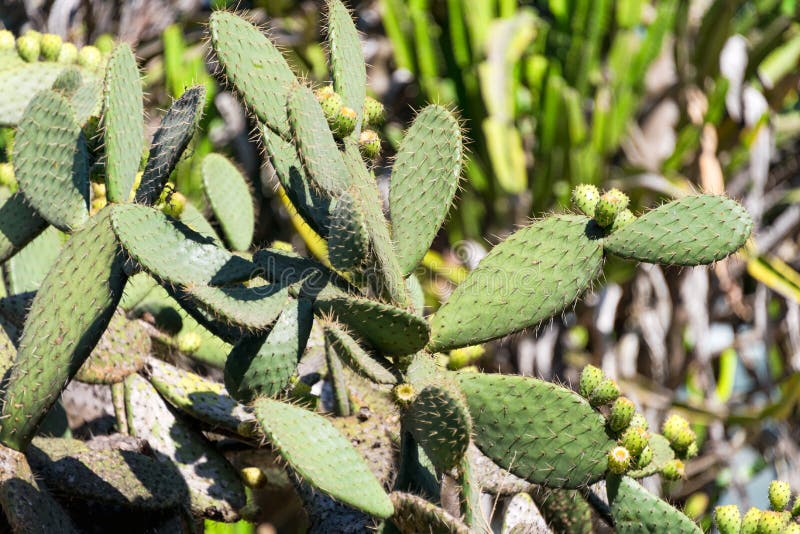 Almohadillas Verdes Sobre Un Cactus De Pera Espinoso Opuntia, Opuncia ... Almohadillas Verdes Sobre Un Cactus De Pera Espinoso Opuntia, Opuncia ...