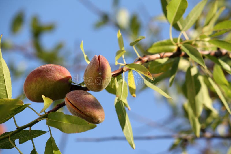 Almond stock image. Image of natural, outdoor, fruit - 16213475