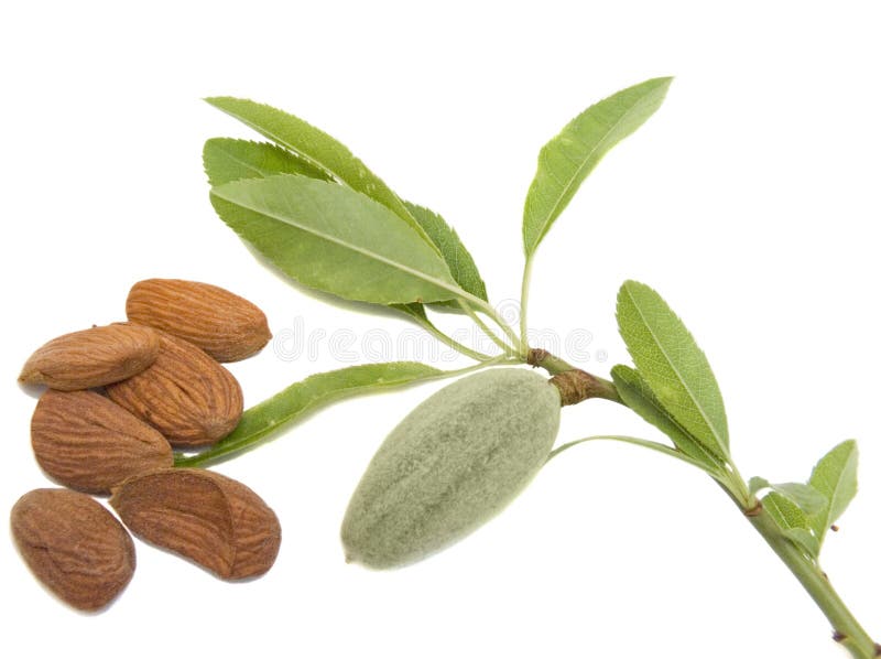 Almond stock photo. Image of assorted, close, kind, nature - 4699500