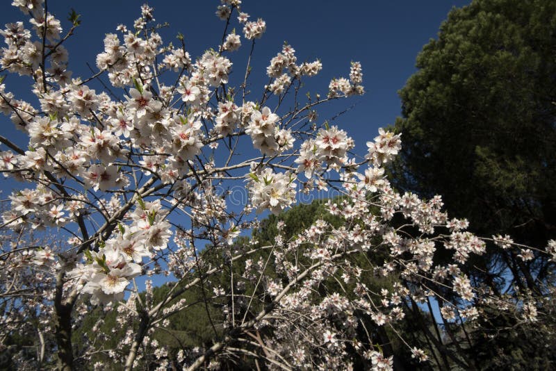 Almond Bloom in the Spring Garden Stock Image - Image of fruit, green ...