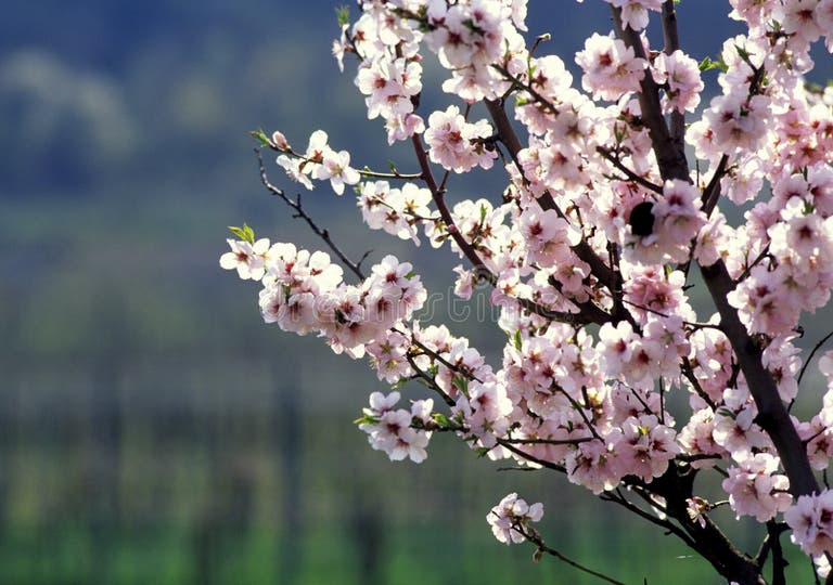 4,049 Delicate Almond Blossom Branch Stock Photos - Free & Royalty-Free ...