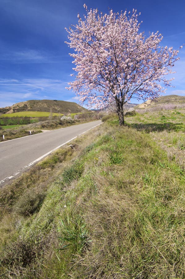 Almond Tree Spanish Plain Burgos Spain Stock Photo - Image of tree ...