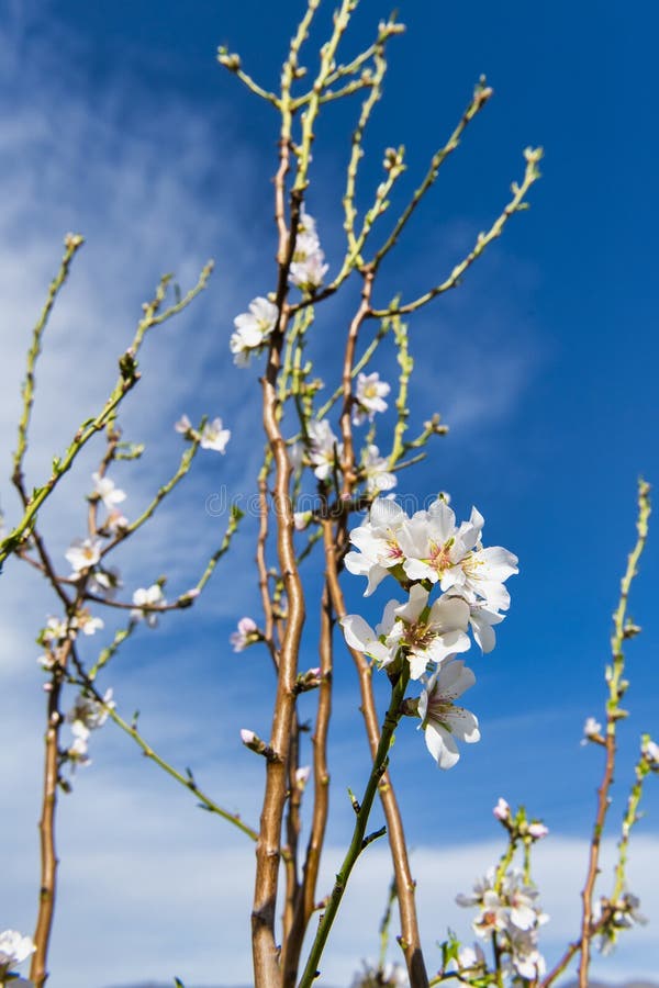Almond Blossom Announcing the Spring is Coming Soon Stock Image - Image ...