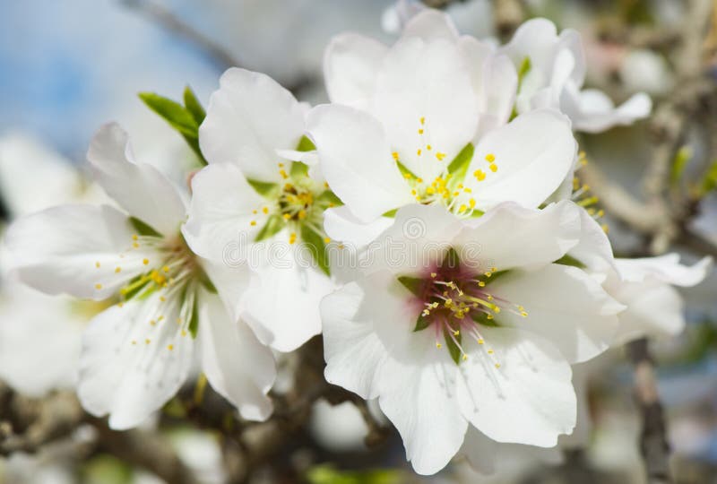 Almond Blossom stock image. Image of nature, garden, closeup - 37449149