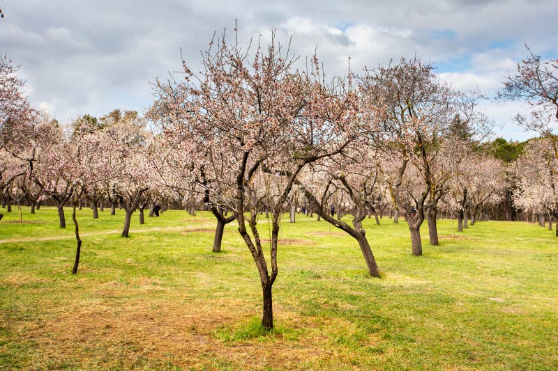 Almond Blossom Fields. Blooming Almond Trees Stock Image - Image of ...