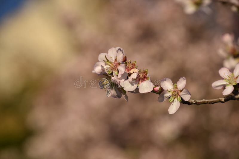 Almond Blossom Almond Blossom Flower, Background, Tree, Pattern, Nature ...